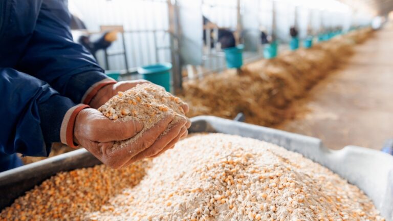 Homemade Chicken Feed 101: Health-Boosting Recipes, Including Our Tried ...