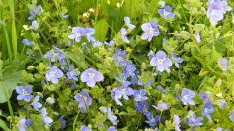 Say Goodbye to Weeds with These 15 Creeping Garden Path Plants