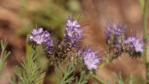 15 Hardy Plants That Thrive in Dry, Desert Landscapes