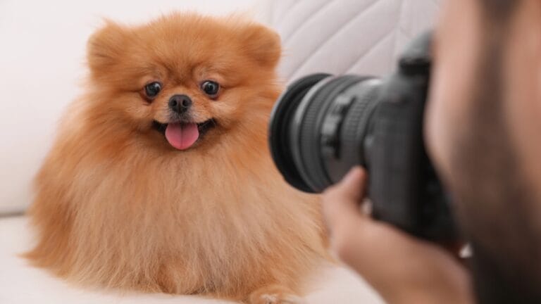 9 Dog-Friendly Hobbies to Strengthen Your Connection with Your Pup
