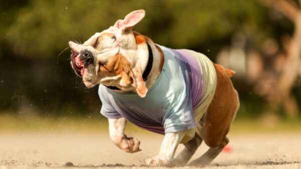 16 Red Flags That Show Your Dog Is Battling Anxiety & How to Help
