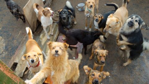 Why ‘Adopt, Don’t Shop’ Matters: 18 Reasons to Skip the Breeder