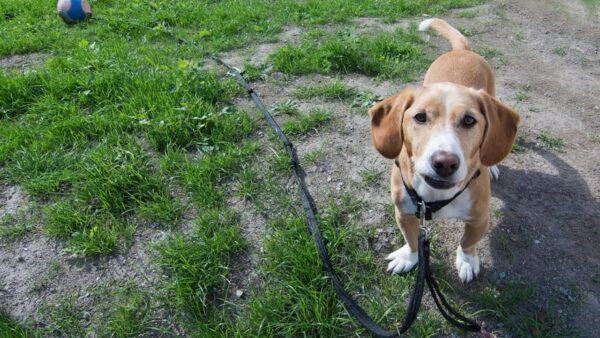 13 Short-Legged Dog Breeds Perfect for All-Day Snuggles