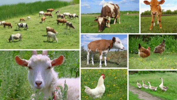 14 Ideal Animals for Maximizing a 1-Acre Homestead