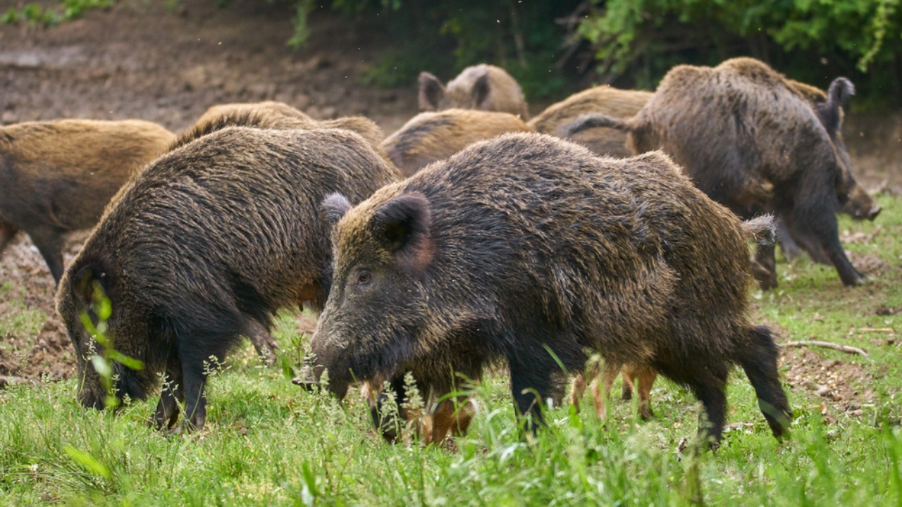 America’s 12 Most Destructive Invasive Species Taking Over Ecosystems