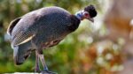 Thinking About Guinea Fowl... 16 Facts to Consider