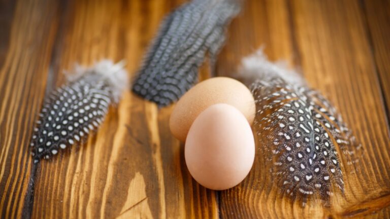 Thinking About Guinea Fowl... 16 Facts to Consider