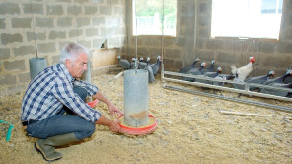 Thinking About Guinea Fowl... 16 Facts to Consider