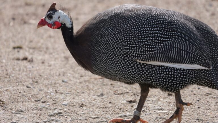Thinking About Guinea Fowl... 16 Facts to Consider