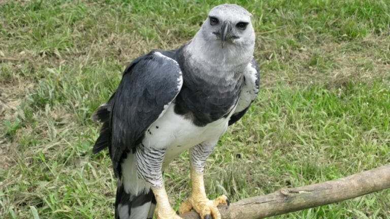 18 Facts About the Harpy Eagle, the Amazon’s Fiercest Raptor