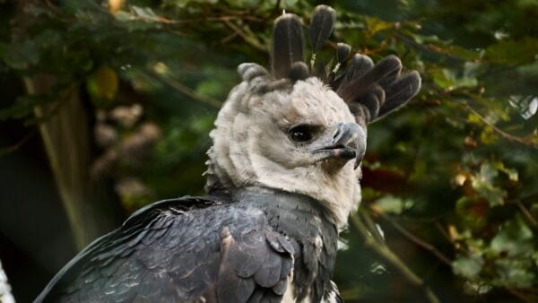 18 Facts About the Harpy Eagle, the Amazon’s Fiercest Raptor
