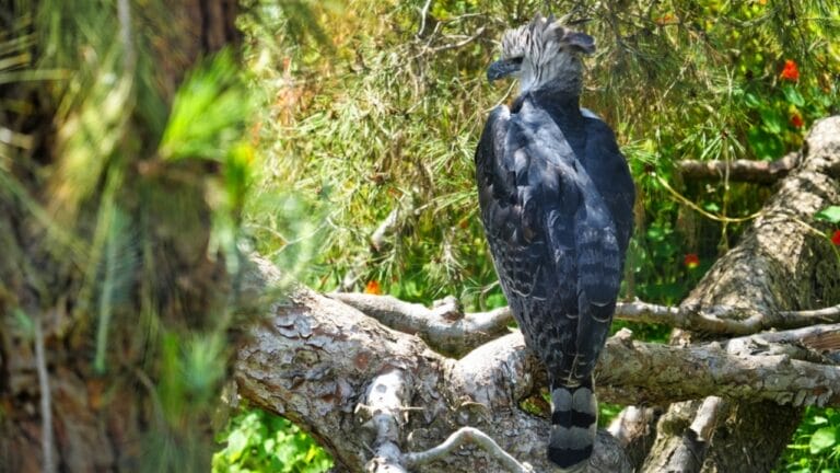 18 Facts About the Harpy Eagle, the Amazon’s Fiercest Raptor