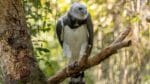 18 Facts About the Harpy Eagle, the Amazon’s Fiercest Raptor