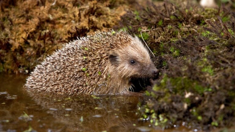 15 Hedgehog Facts That Prove They’re More Than Just Adorable Little Spikes