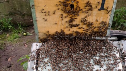 30 Rookie Beekeeping Mistakes to Avoid