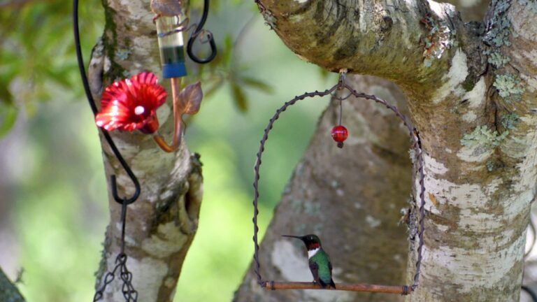Hummingbirds Love Their Swing — But Only If It’s in This Spot