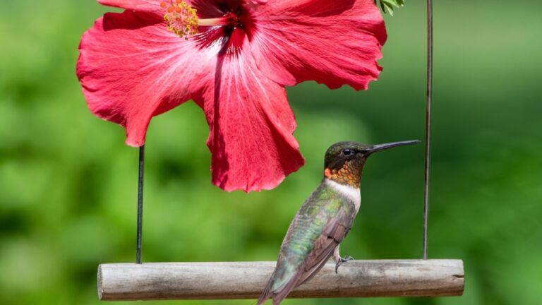 Hummingbirds Love Their Swing — But Only If It’s in This Spot