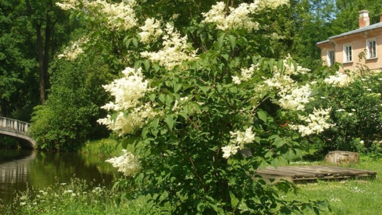 10 Trees to Make Your Backyard Smell Like Paradise