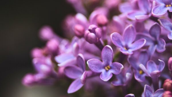 17 Plants That Add Beauty & Amazing Scents to Your Yard
