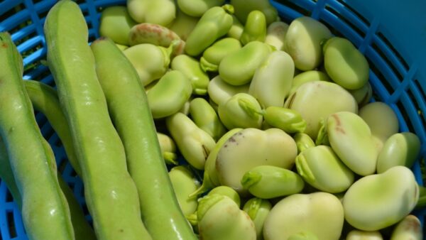 Raw Risks: 15 Foods That Pose Serious Health Hazards When Uncooked
