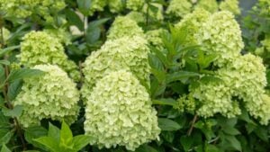 6 Shade-Loving Hydrangeas Perfect for Low-Sun Gardens