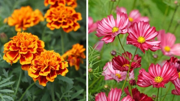What Your Birth Flower Says About You: 12 Blooms & Traits