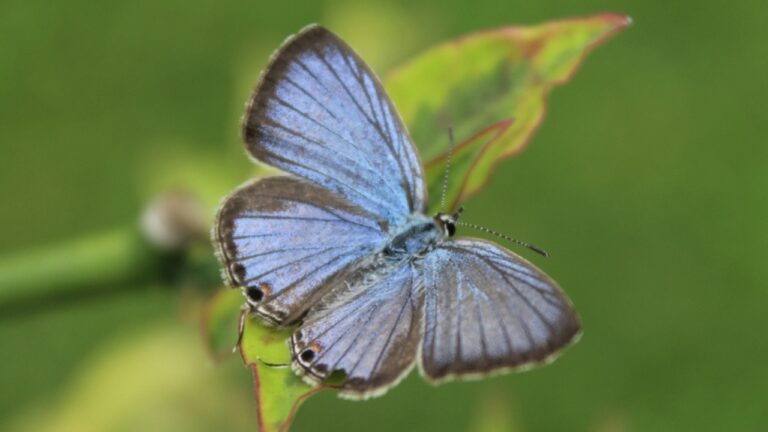 13 of the World’s Rarest Butterflies You’ll Be Lucky to See Even Once