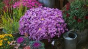 Asters Meet Mums: Create the Perfect Fall Garden