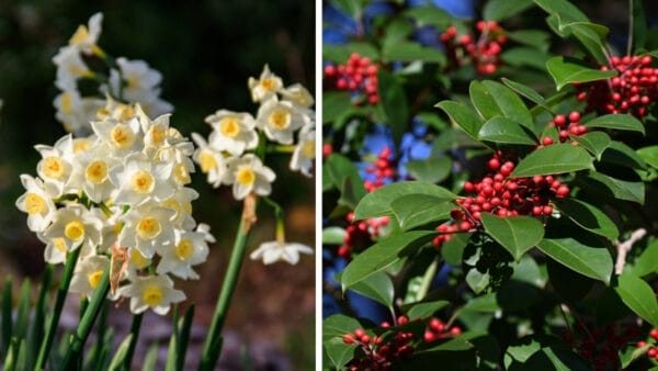 What Your Birth Flower Says About You: 12 Blooms & Traits