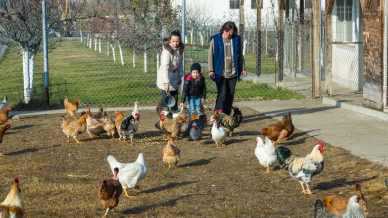 16 Reasons Backyard Chickens Belong in Your Home’s Backyard