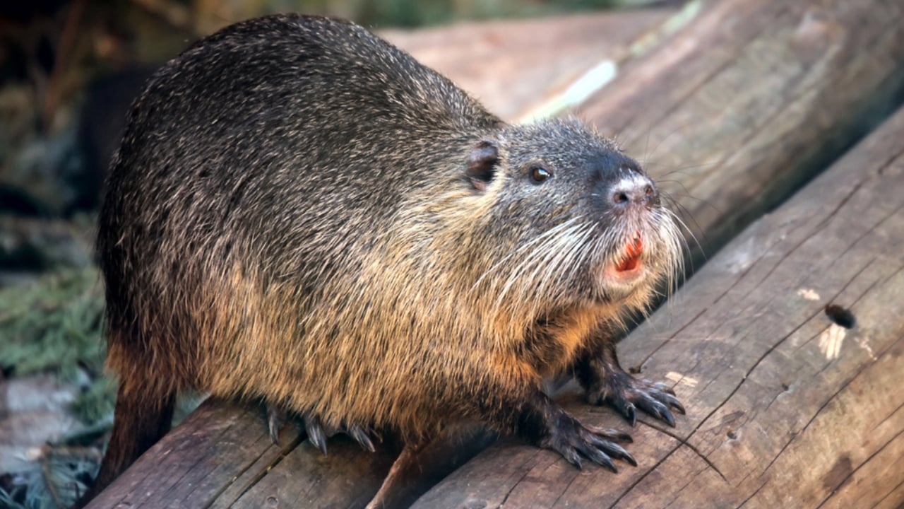 America’s 12 Most Destructive Invasive Species Taking Over Ecosystems