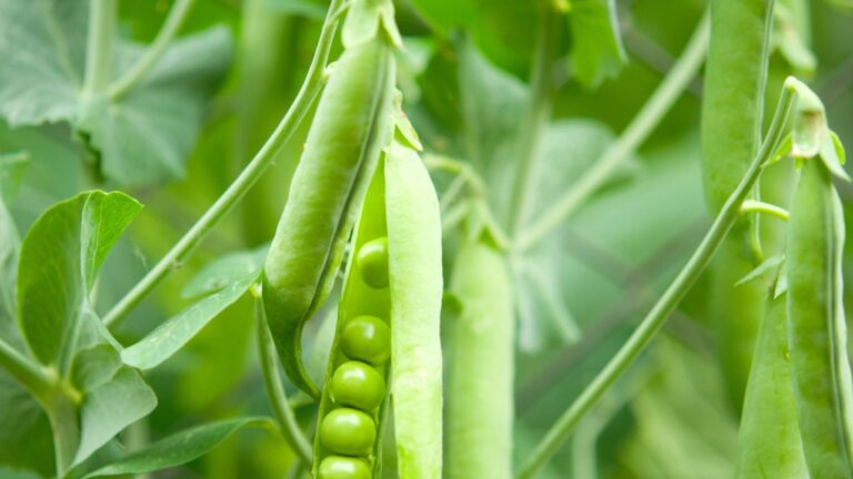How Much to Grow Per Person for a Full Year of Garden-Fresh Food
