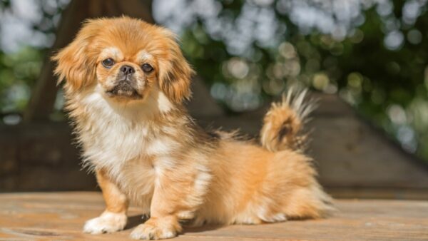 13 Short-Legged Dog Breeds Perfect for All-Day Snuggles