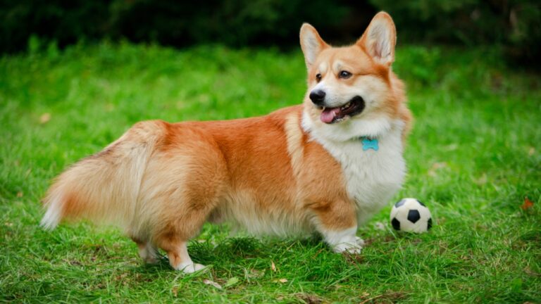 13 Short-Legged Dog Breeds Perfect for All-Day Snuggles