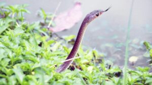 Purple Snakes: Nature’s Jewel-Toned Reptiles & Their Unique Traits