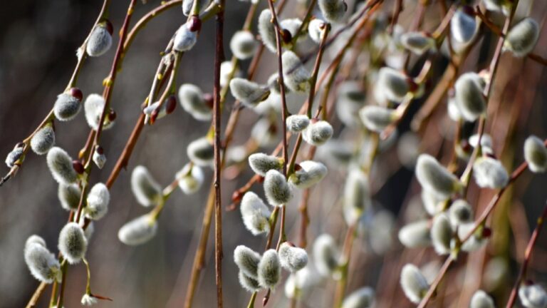 15 Plants to Turn Your Garden into a Hummingbird Haven