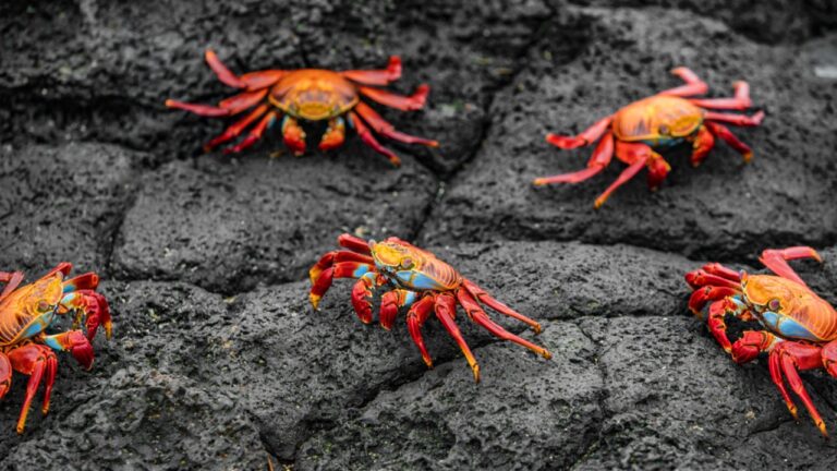 30 Unique Non-Fish Pets to Bring Life to Your Home Aquarium