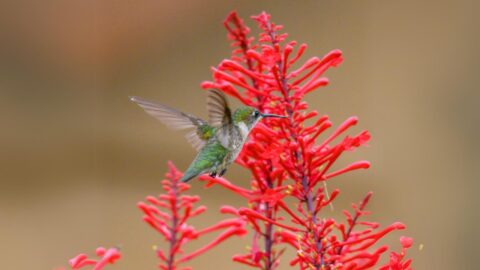 Use These Firebush Tips to Make Your Yard a Hummingbird Haven