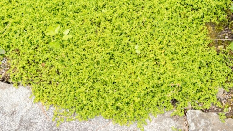 Say Goodbye to Weeds with These 15 Creeping Garden Path Plants