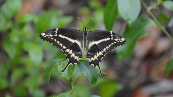13 of the World’s Rarest Butterflies You’ll Be Lucky to See Even Once
