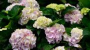 6 Shade-Loving Hydrangeas Perfect for Low-Sun Gardens