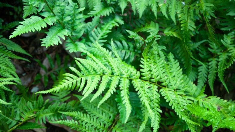Achieve a Weed-Free Garden with These 15 Perennial Ferns