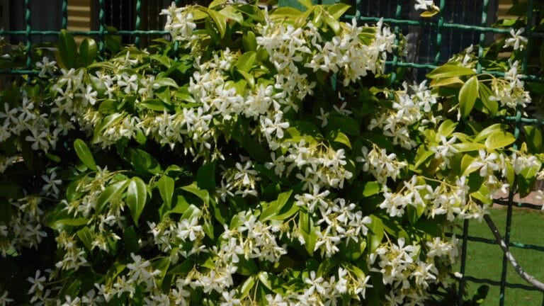 Turn Your Fence Into a Fragrant Oasis With Star Jasmine Vines