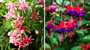 8 Easy Tips to Overwinter & Protect Your Fuchsias from Icy Winters