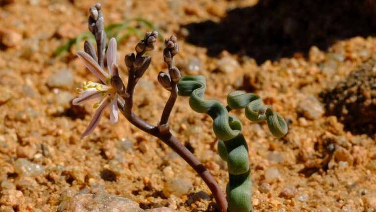 17 Unusual Houseplants That Add Charm & Character to Any Room