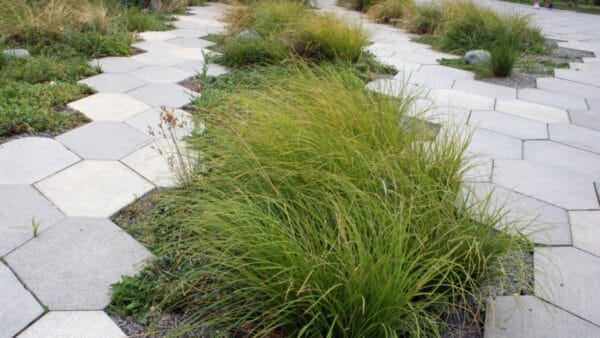 Say Goodbye to Weeds with These 15 Ornamental Grasses