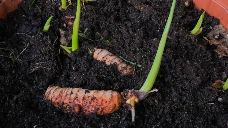 How to Successfully Grow Turmeric in Containers in Any Climate Zone