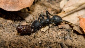 Turtle Ants Use Evolution to Turn Their Heads into Living Doors