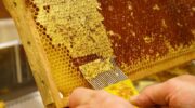 From Hive to Jar: The Art & Science of Harvesting Honey