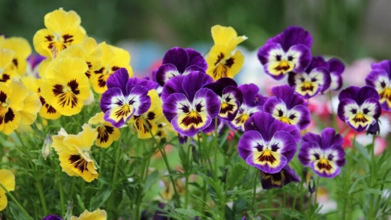 Watch These 13 Flowers Change Colors as the Season Changes